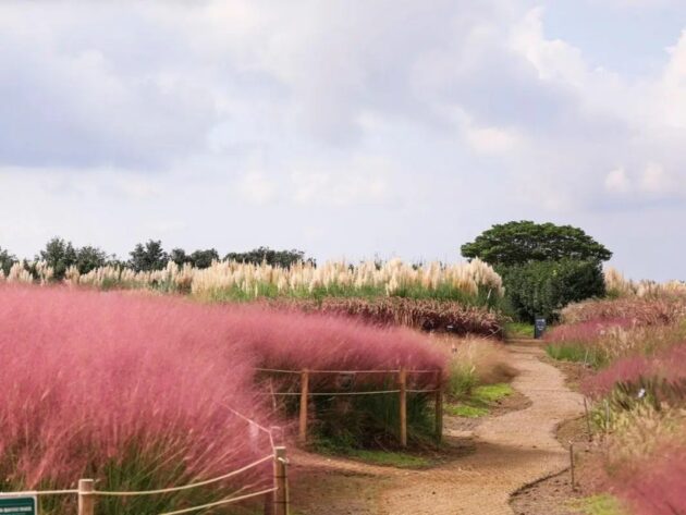 Camellia Hill Botanical Garden (South Korea) Travel Guide 2026 - Danana GO!