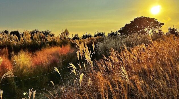 Camellia Hill Botanical Garden (South Korea) Travel Guide 2026 - Danana GO!
