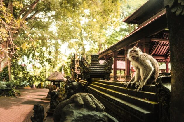 Sacred Monkey Forest Sanctuary (Indonesia) Travel Guide 2026 - Danana GO!